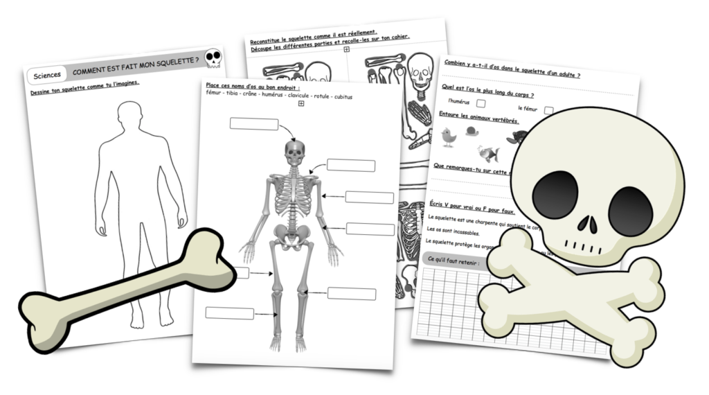 Le squelette et les mouvements corporels – leblogducancre.com